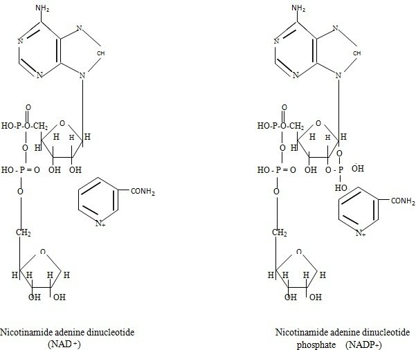 Nicotinamide Nucleotides Assignment Help| Homework Help| Online Live ...
