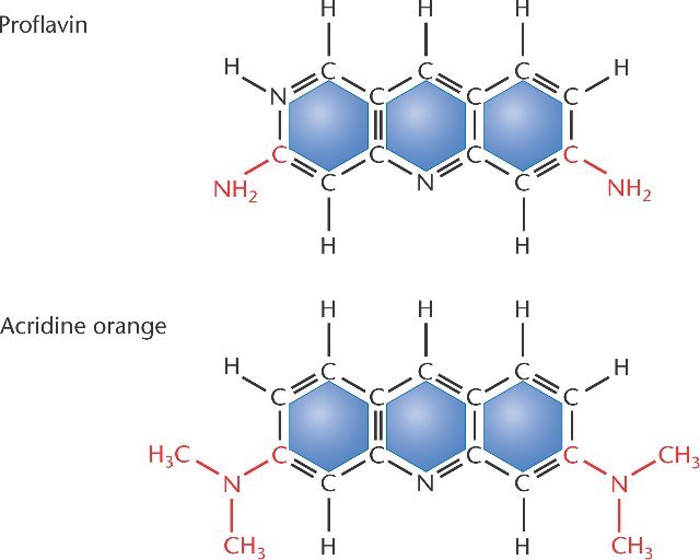 The Molecular Basis of Mutation Assignment Help Homework Help Online ...