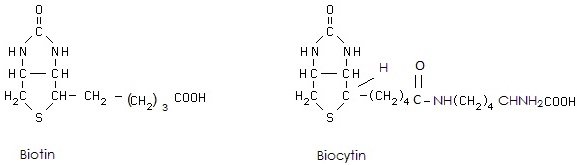 Biotin Assignment Help| Homework Help| Online Live Biochemistry ...