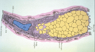 Functions of Golgi Complex Assignment Help Homework Help Online ...
