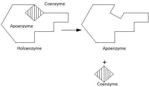 Chemical Nature Of Enzymes Assignment Help| Homework Help| Online Live ...