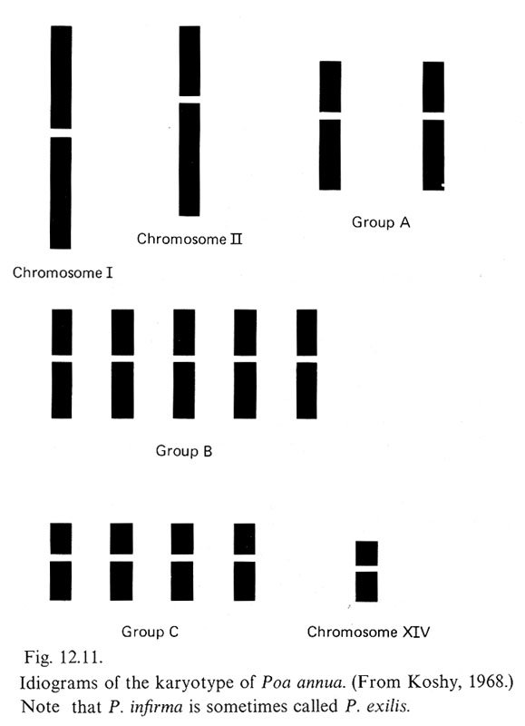 Euploidy Assignment Help Homework Help Online Biology Live Tutoring Help