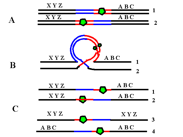 Inversion Assignment Help Homework Help Live Online Biology Tutoring Help