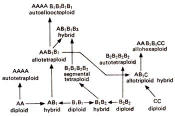 Euploidy Assignment Help Homework Help Online Biology Live Tutoring Help