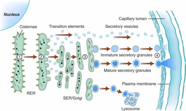 Functions of Golgi Complex Assignment Help Homework Help Online ...