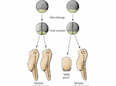 Influence of the Cytoplasm Assignment Help Homework Help Online Live ...