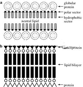 Membrane Models Assignment Help Homework Help Online Live Tutoring ...